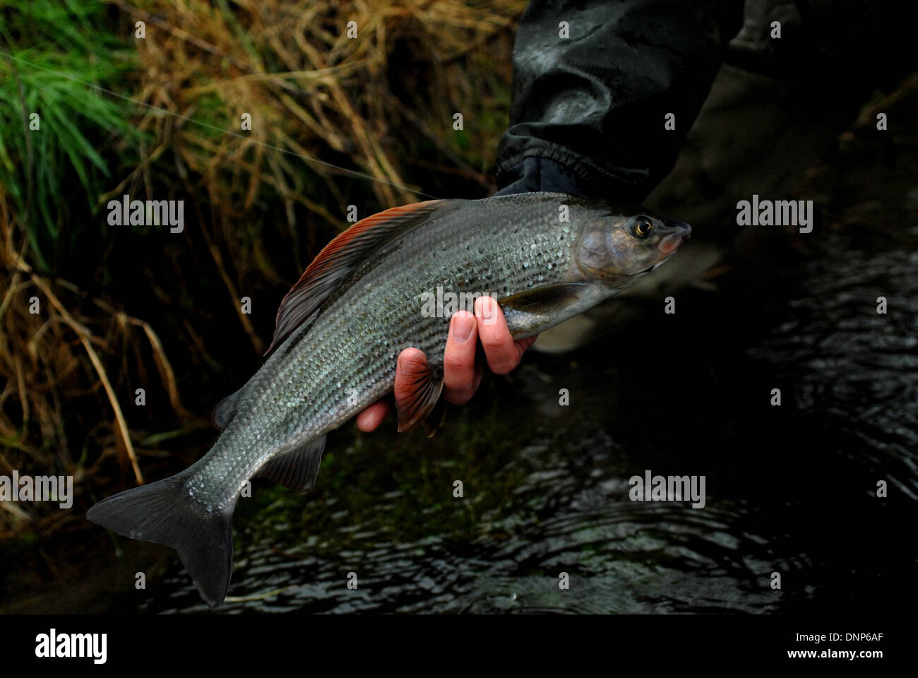 Greyling Fishing, (Thymallus thymallus Stock Photo - Alamy