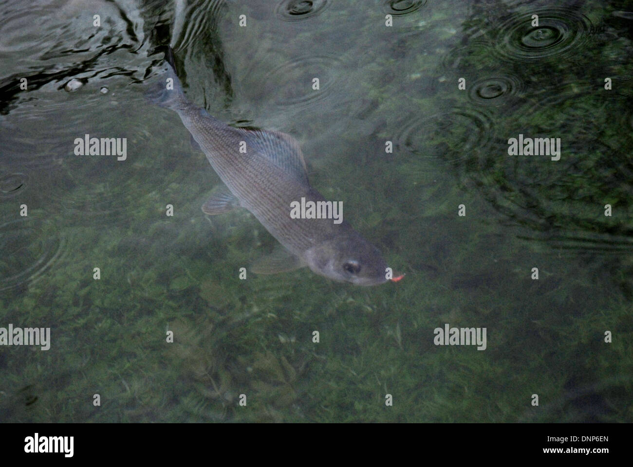 Greyling Fishing, (Thymallus thymallus Stock Photo - Alamy