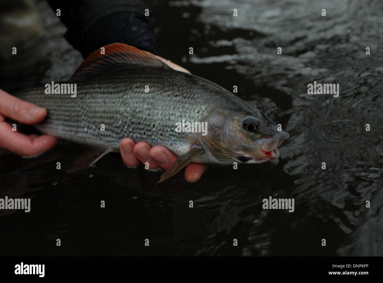 Greyling hi-res stock photography and images - Alamy