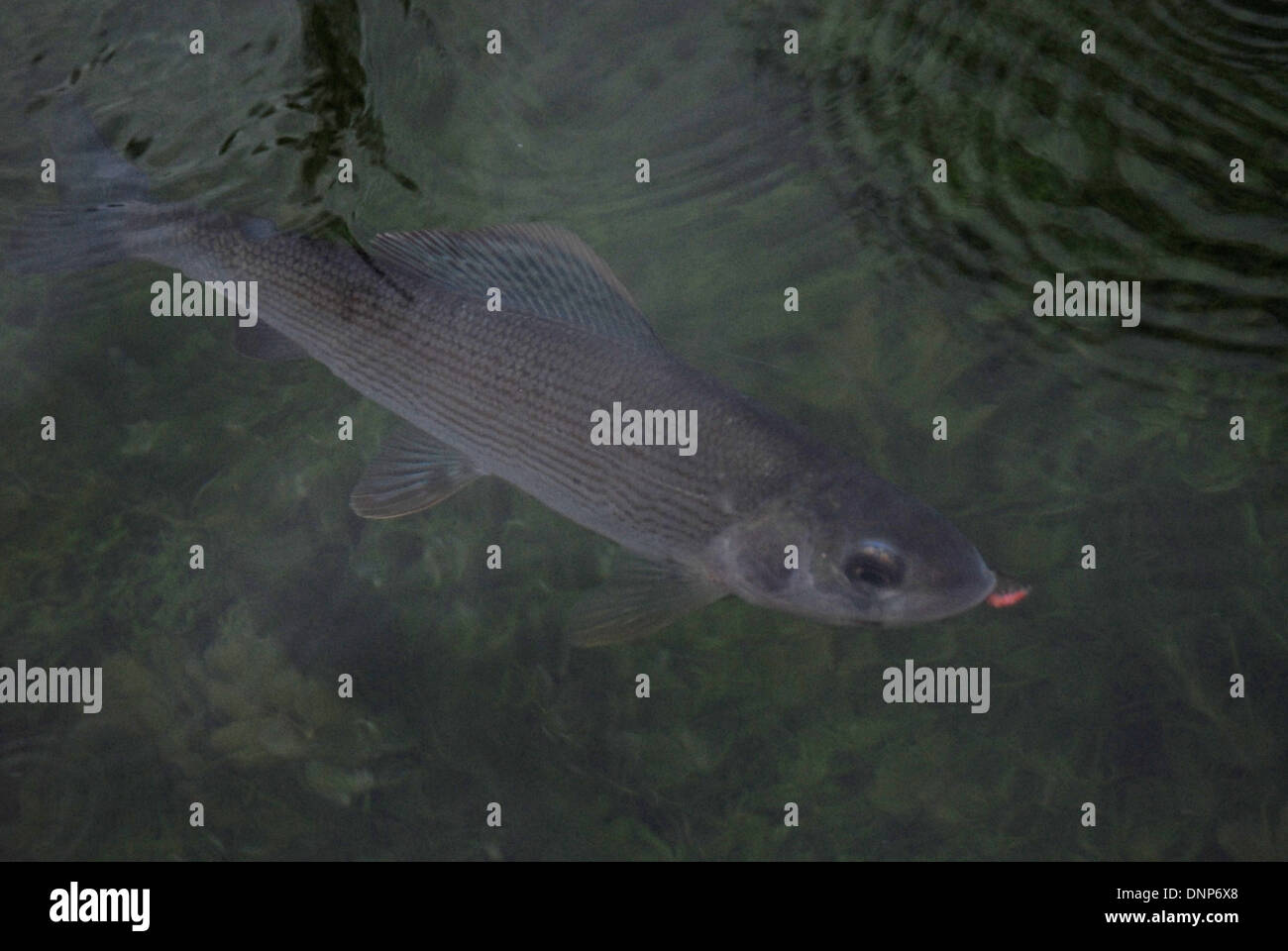 Greyling Fishing, (Thymallus thymallus Stock Photo - Alamy