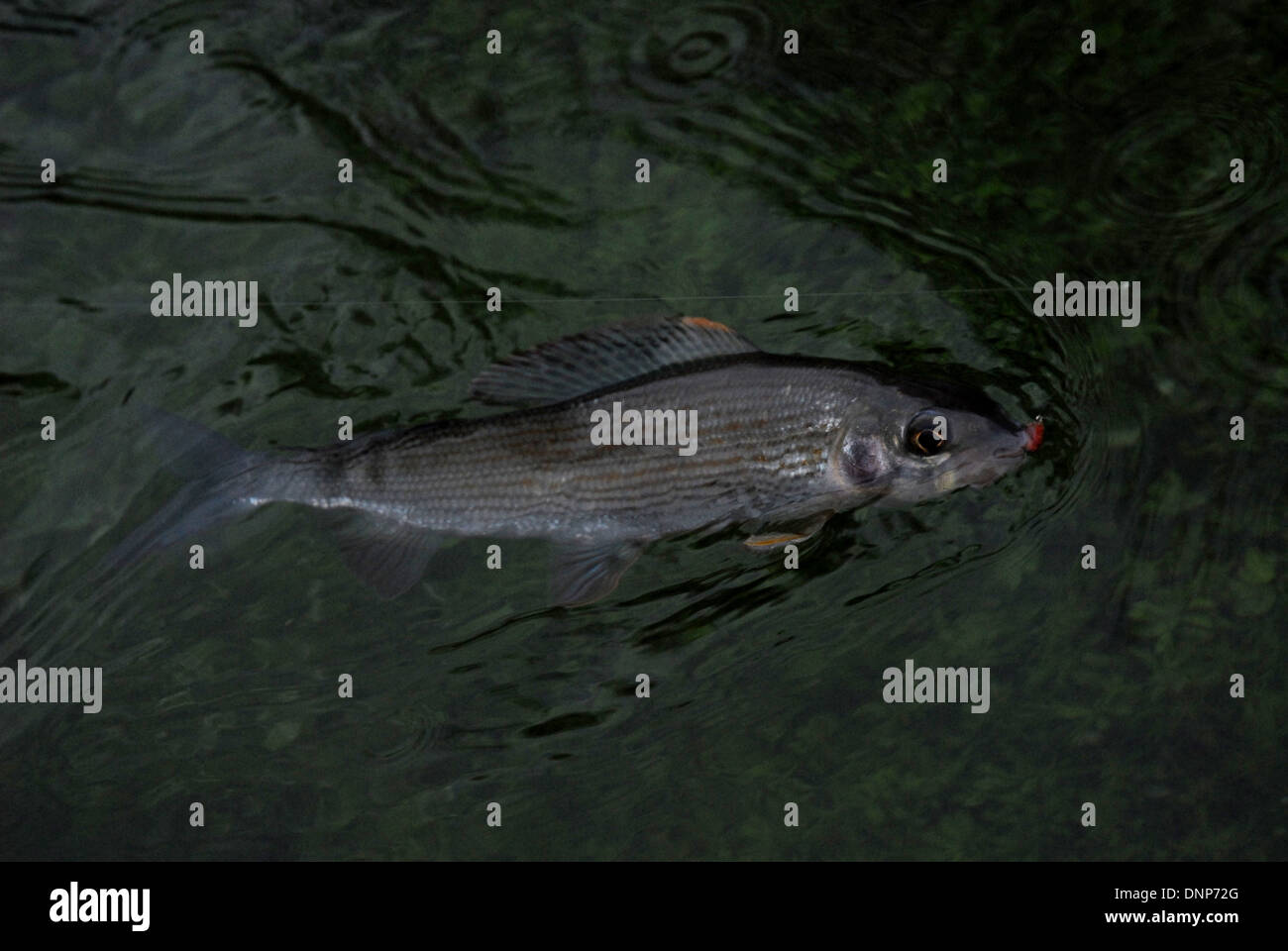 Greyling Fishing, (Thymallus thymallus Stock Photo - Alamy