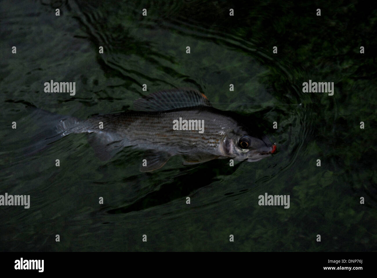 Greyling Fishing, (Thymallus thymallus Stock Photo - Alamy