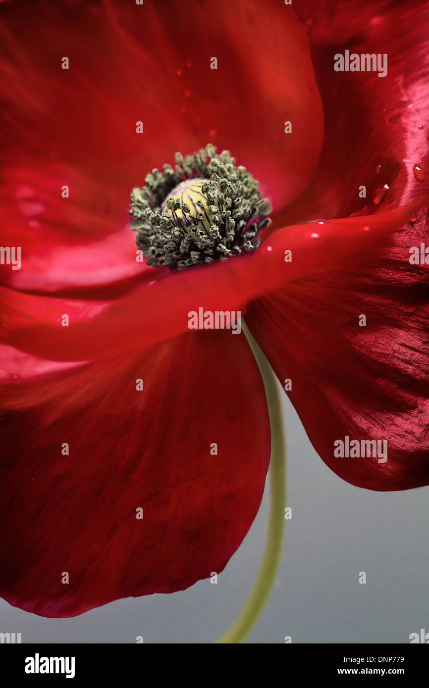 A Corn Poppy Stock Photo - Alamy