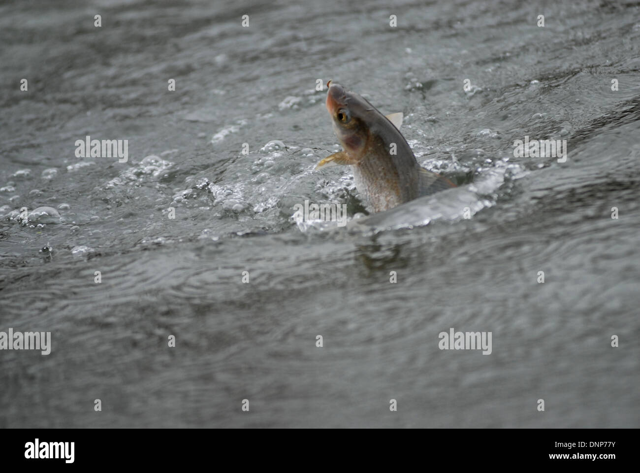 Greyling Fishing, (Thymallus thymallus Stock Photo - Alamy