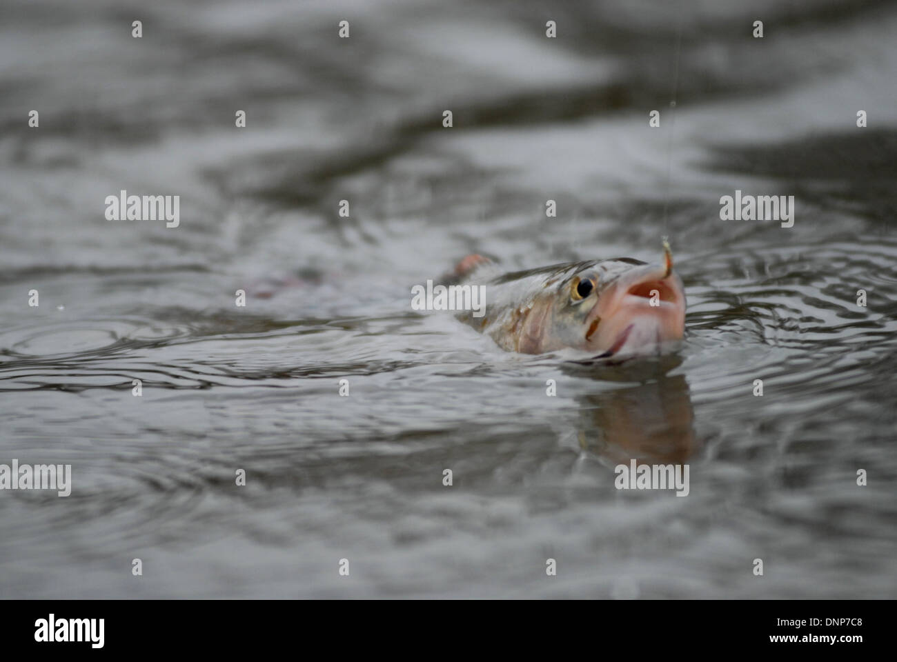 Greyling Fishing, (Thymallus thymallus Stock Photo - Alamy