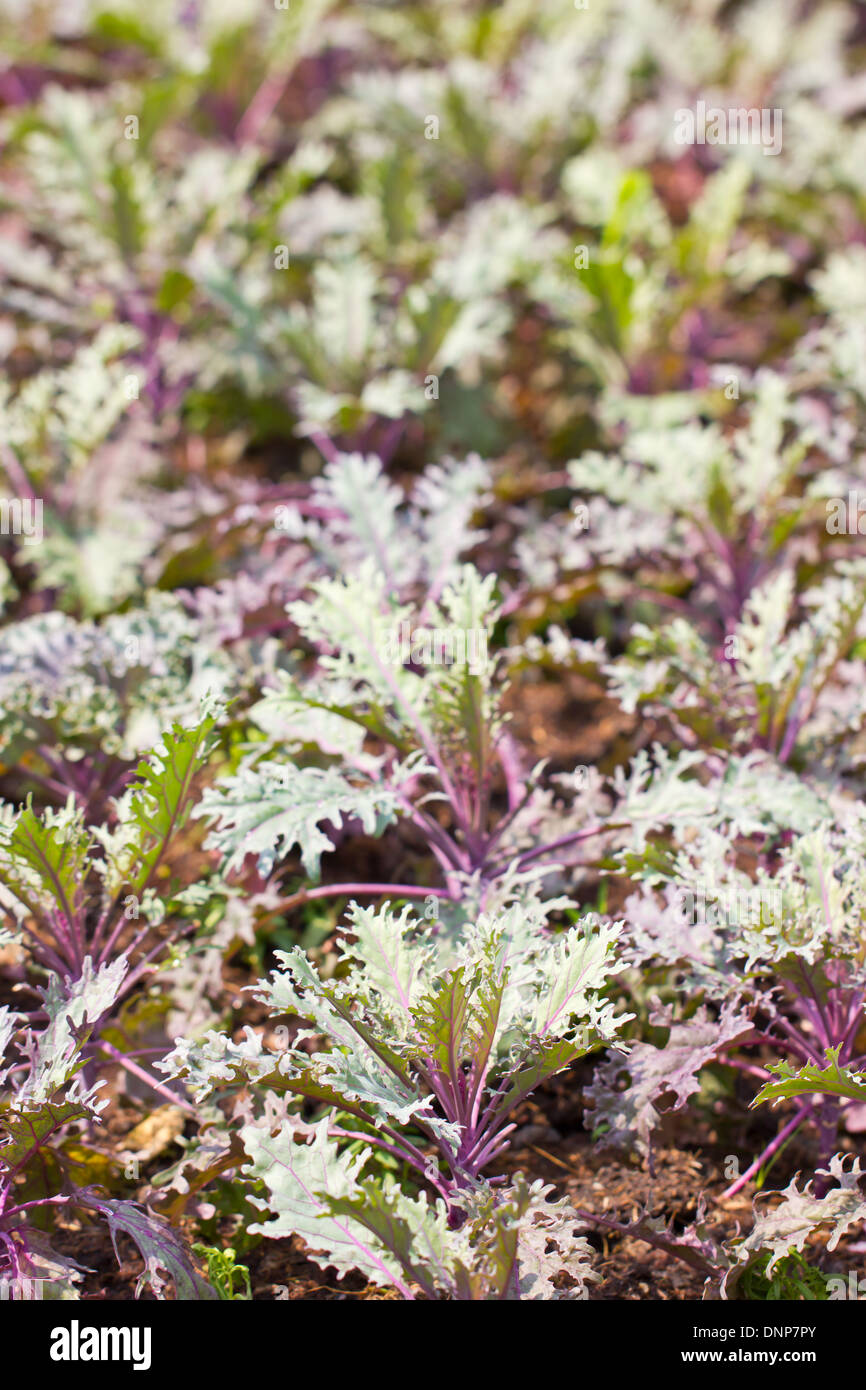 Ornamental variegated kale hi-res stock photography and images - Alamy