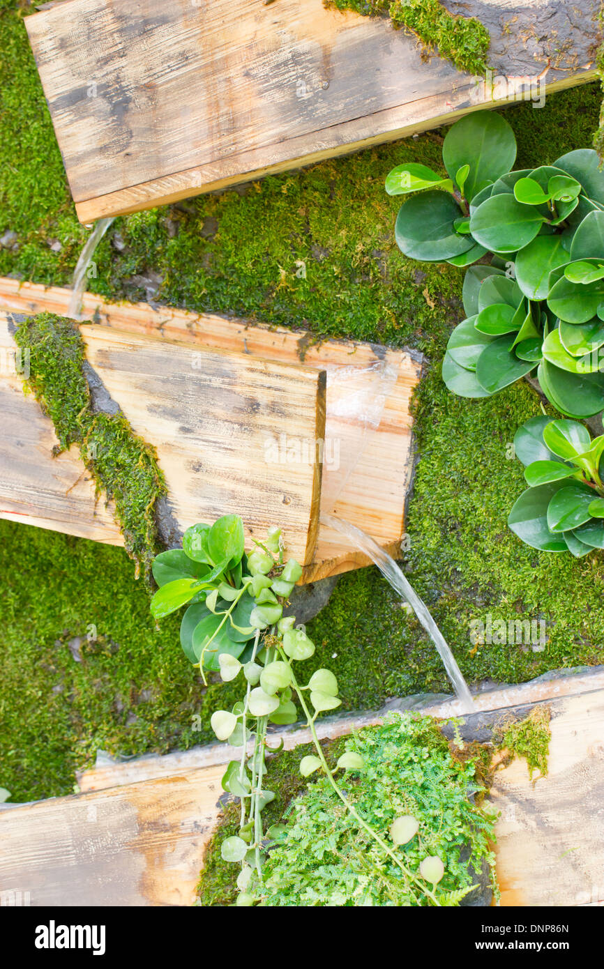 Japanese box hedge hi-res stock photography and images - Alamy