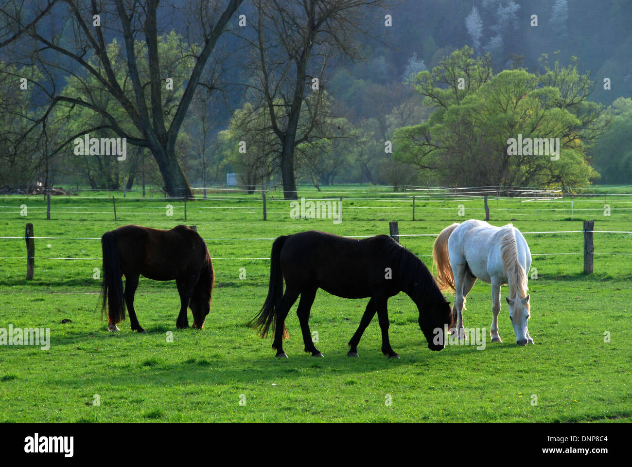 Three horses in a field in spring Stock Photo - Alamy