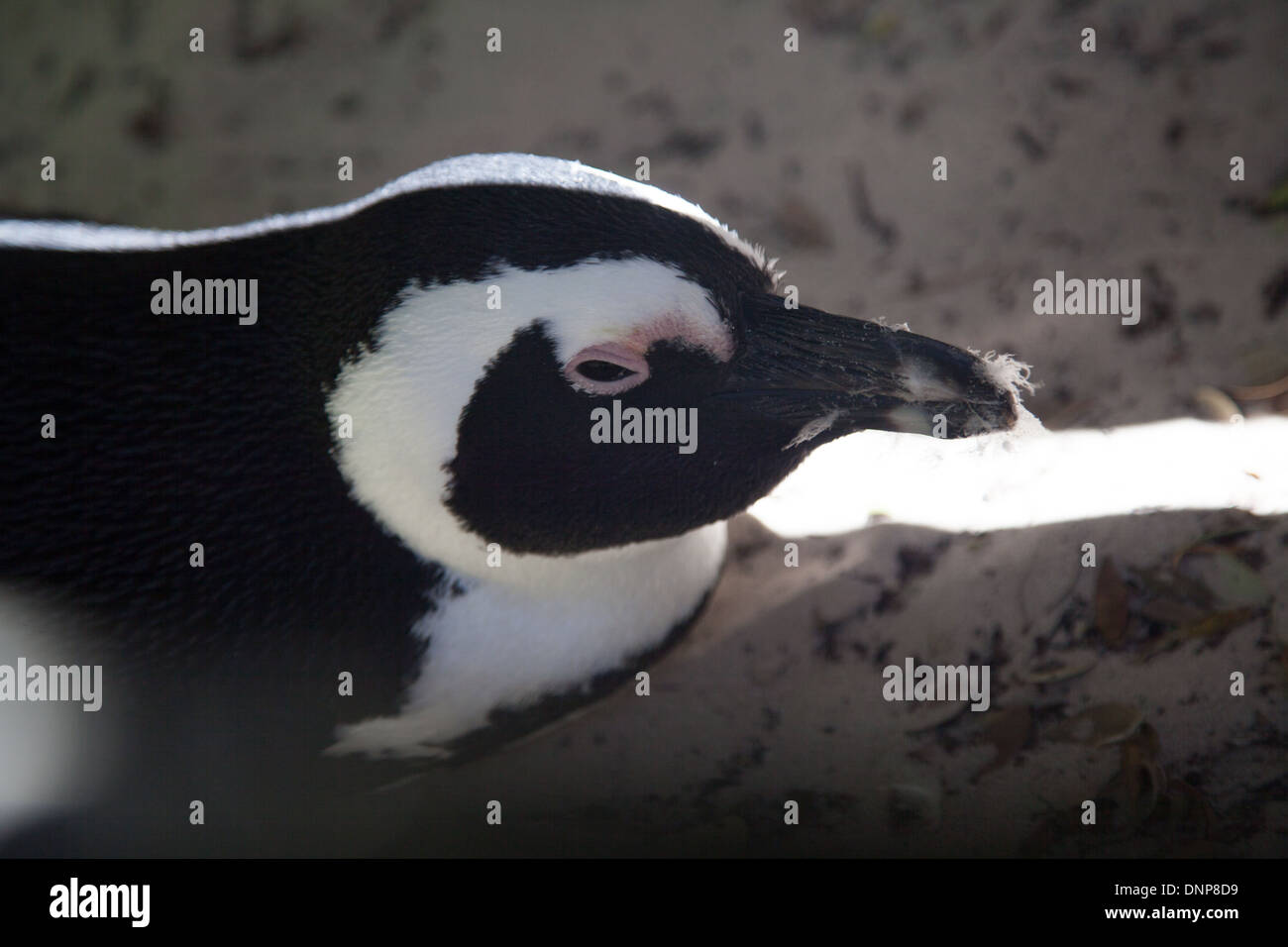 The African Penguin (Spheniscus demersus), Jackass Penguin or Black ...