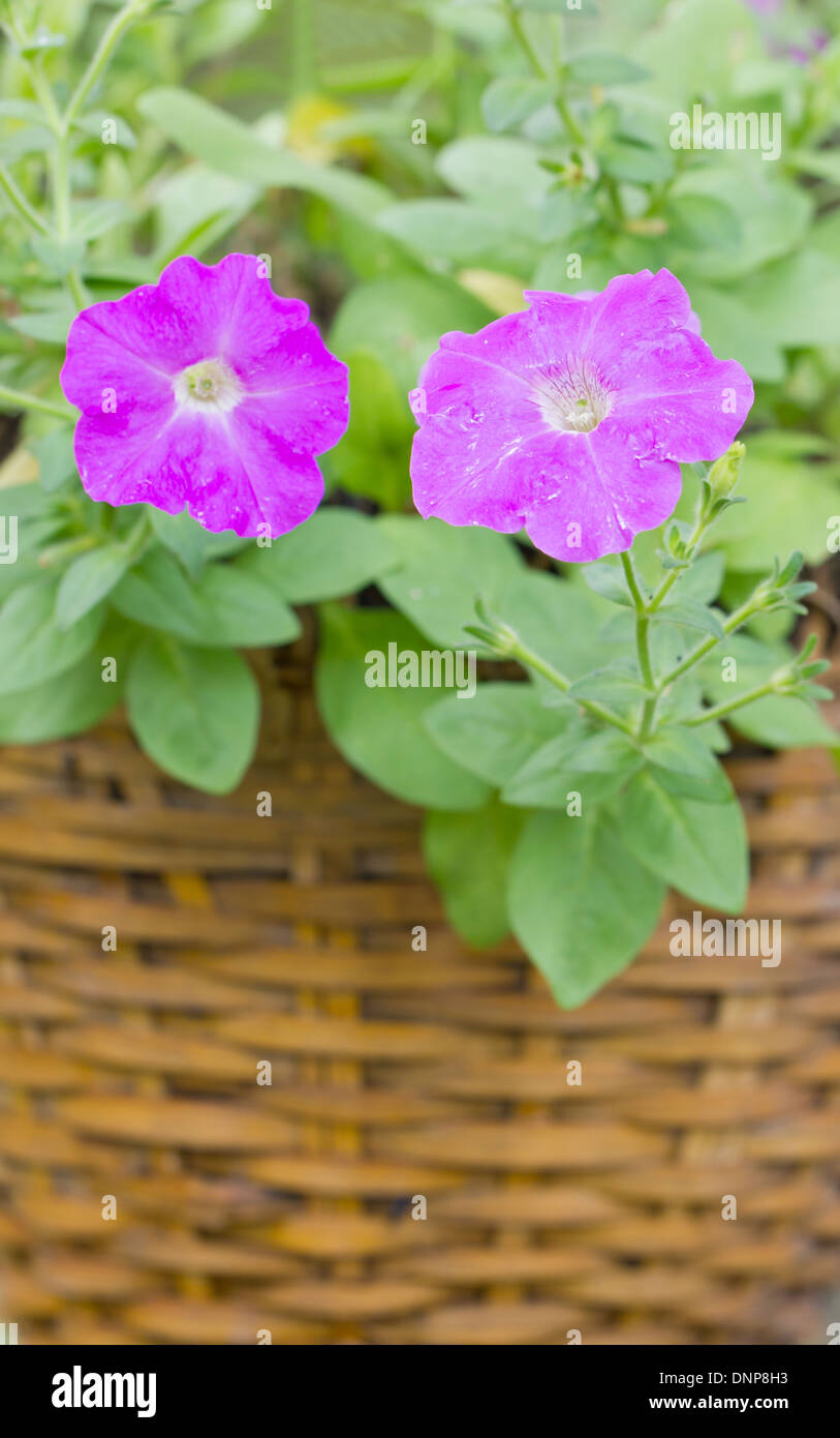 Petunia flowers with bamboo weaved pot Stock Photo - Alamy