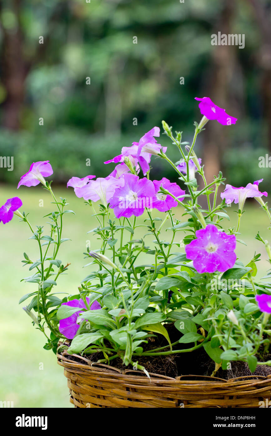 Petunia flowers with bamboo weaved pot Stock Photo - Alamy