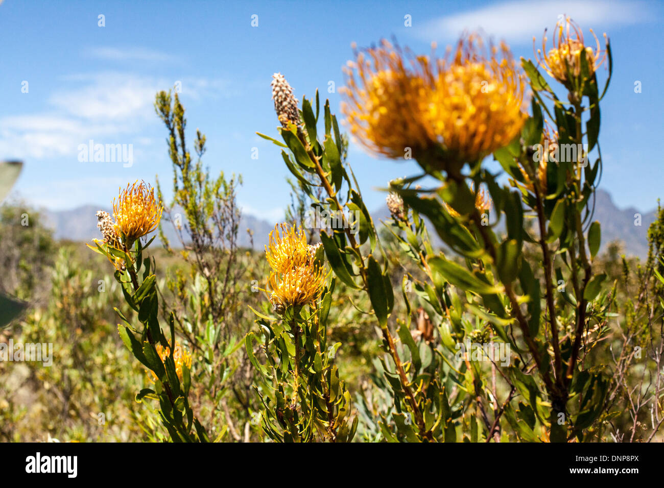 Yellow protea flowers in the Helderberg Nature Reserve in Somerset West ...