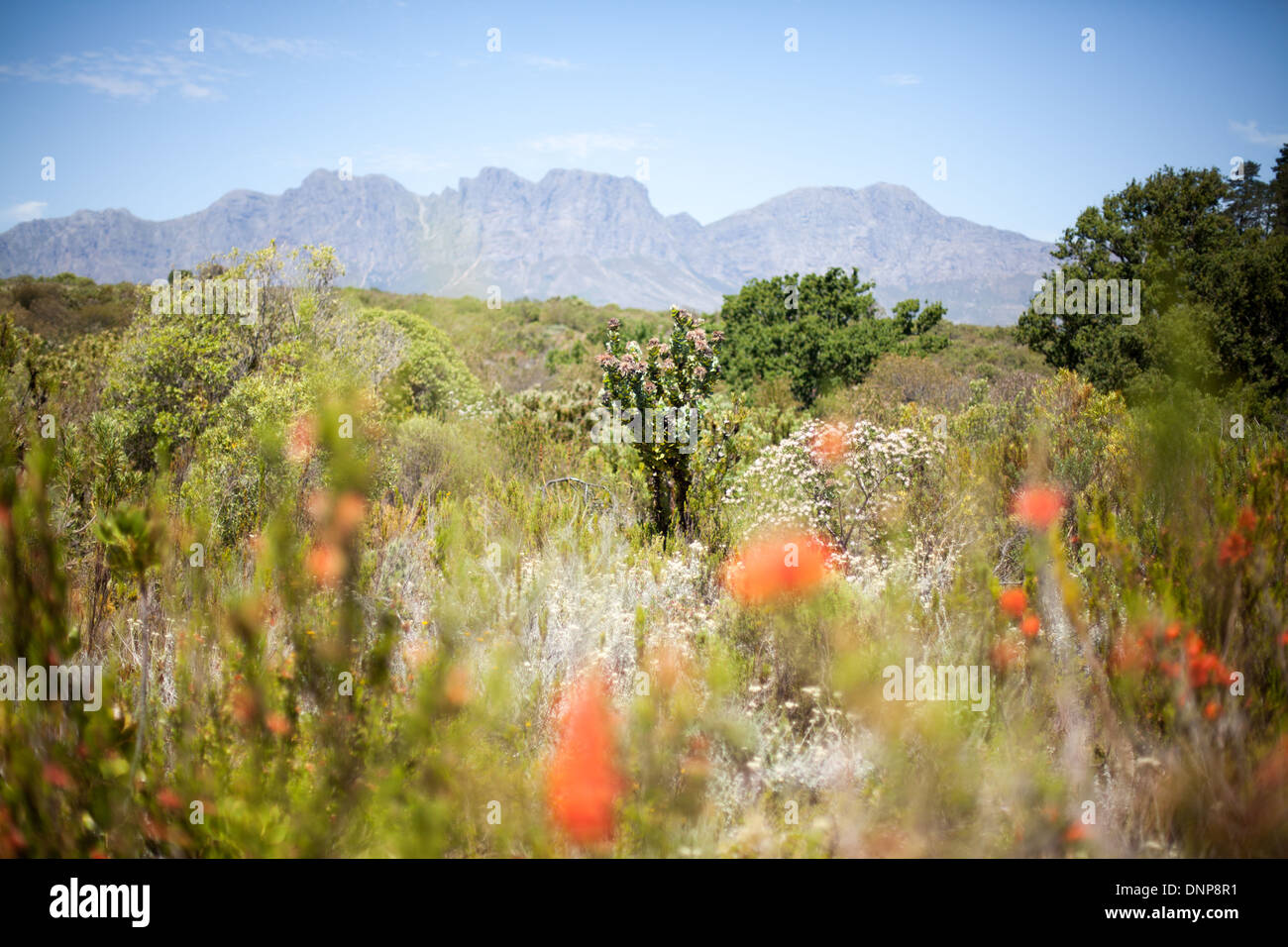 Flowers in the Helderberg Nature Reserve in Somerset West, Cape Town ...