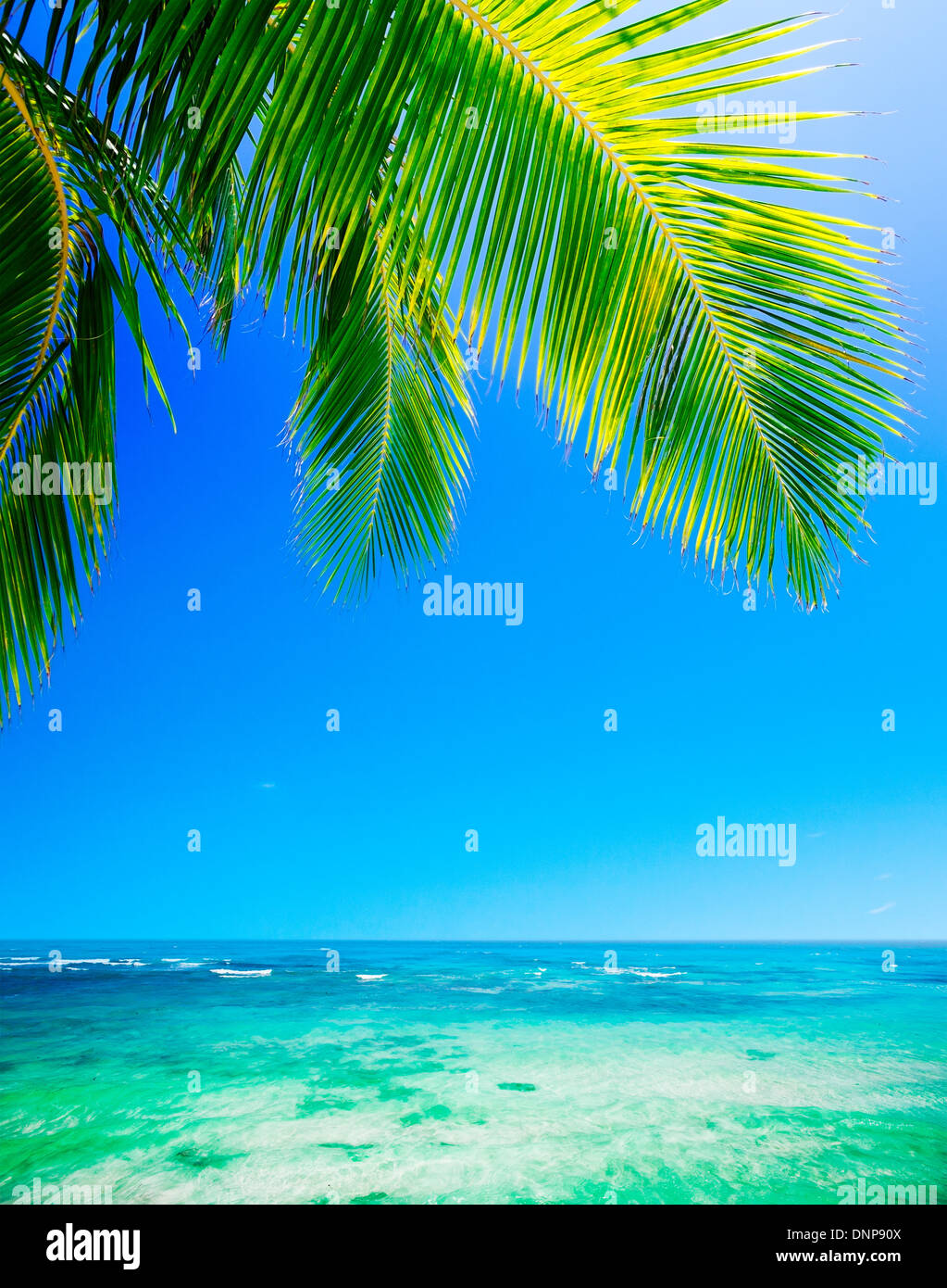 Sea view palm leaves hi-res stock photography and images - Alamy