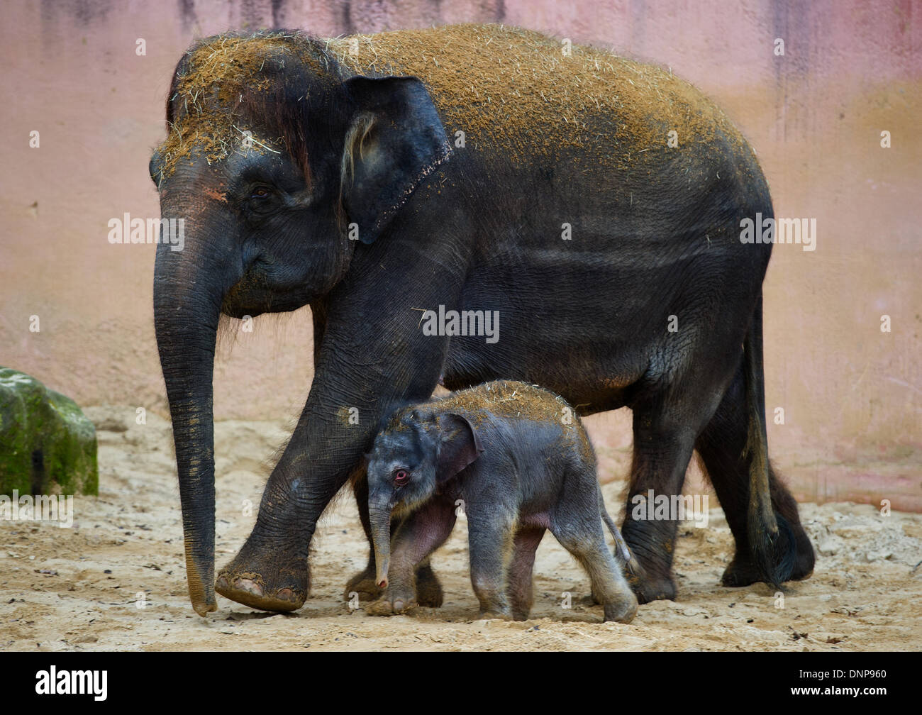 Hanover, Germany. 03rd Jan, 2014. An elephant baby born on 31 December ...