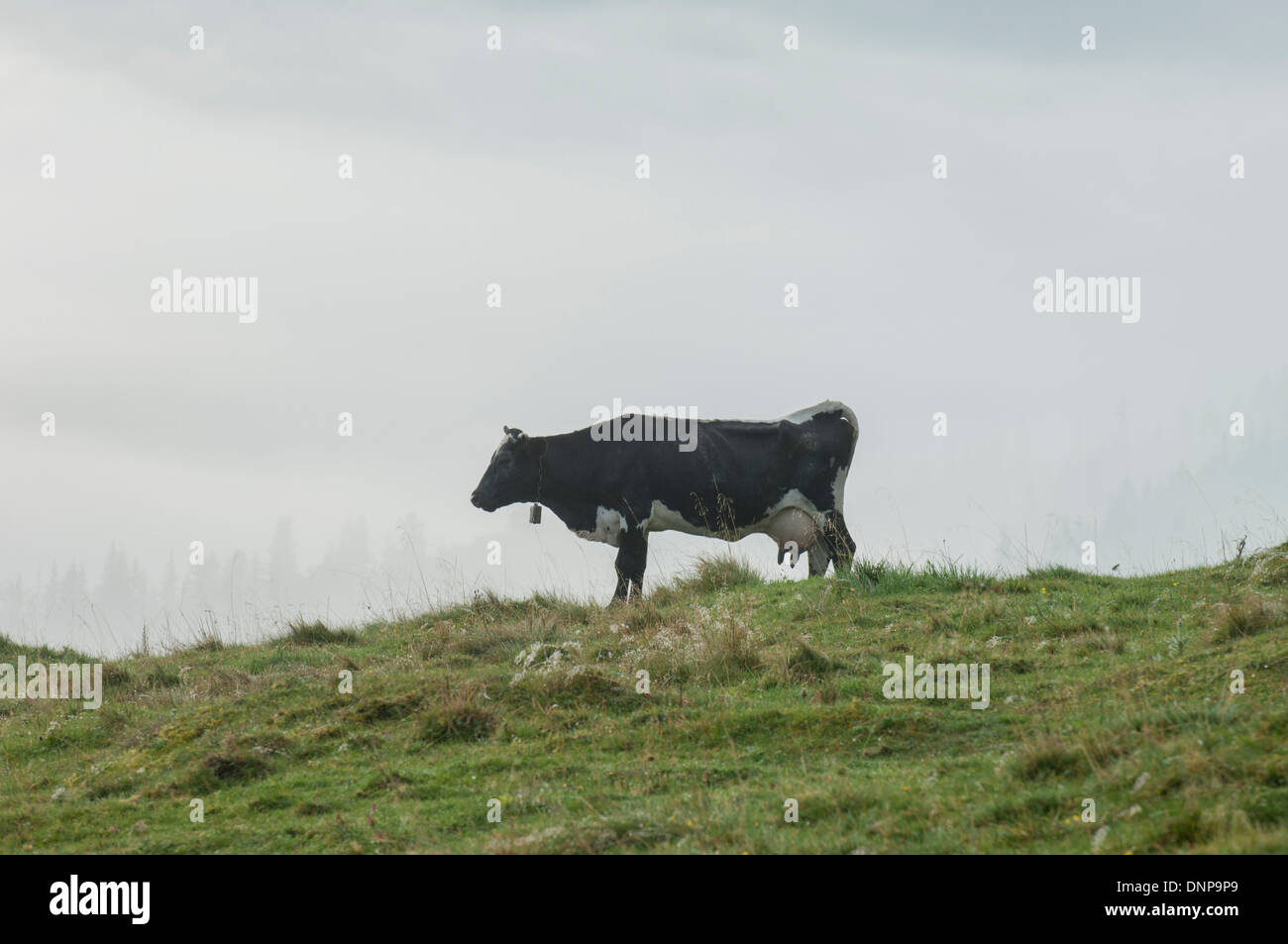 Cow mountains hi-res stock photography and images - Alamy