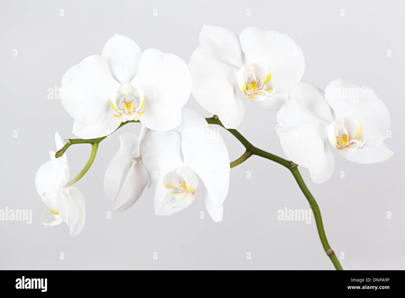 Grey orchid hi-res stock photography and images - Alamy