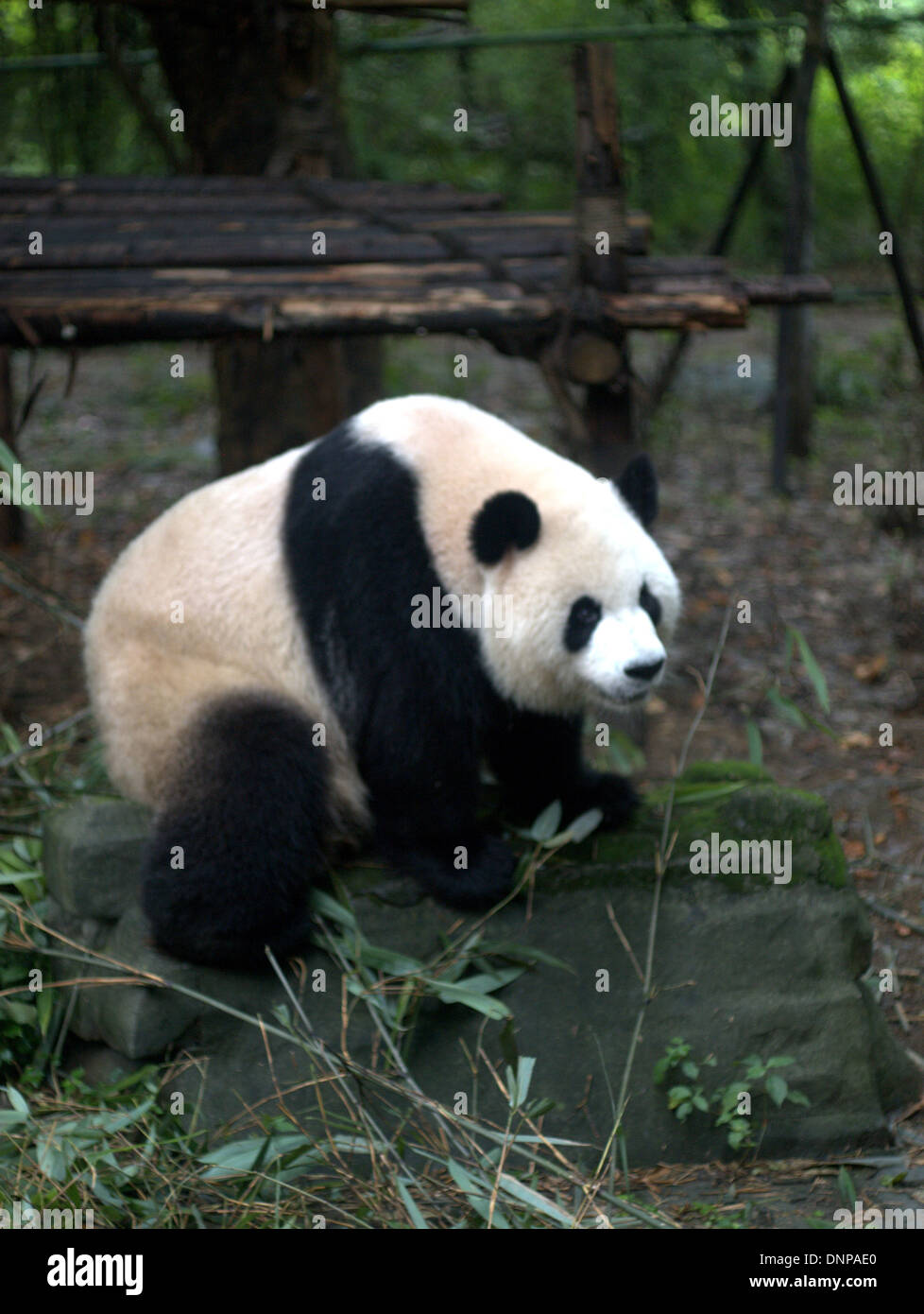 Giant Panda at the Chengdu Research Base of Giant Panda Breeding ...