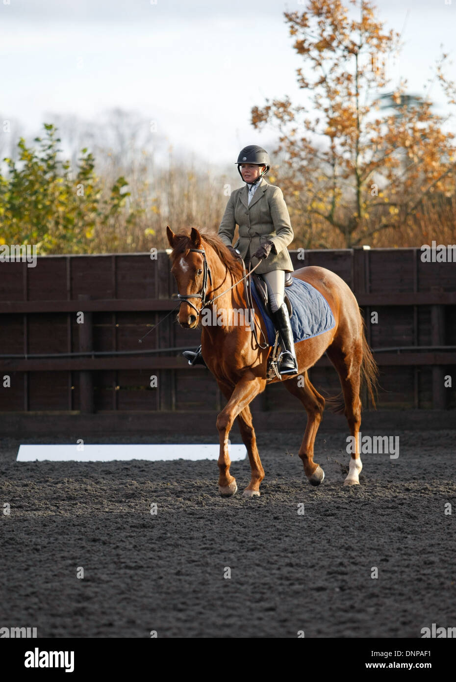 Horse and rider riding around an arena taking part in a dressage ...