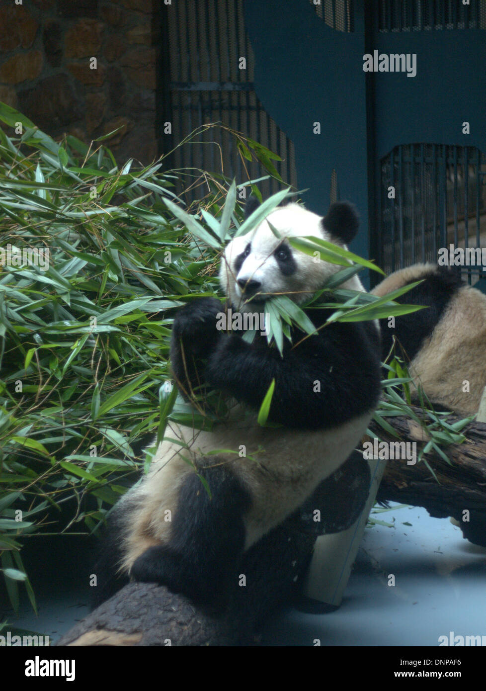 Giant Panda at the Chengdu Research Base of Giant Panda Breeding ...