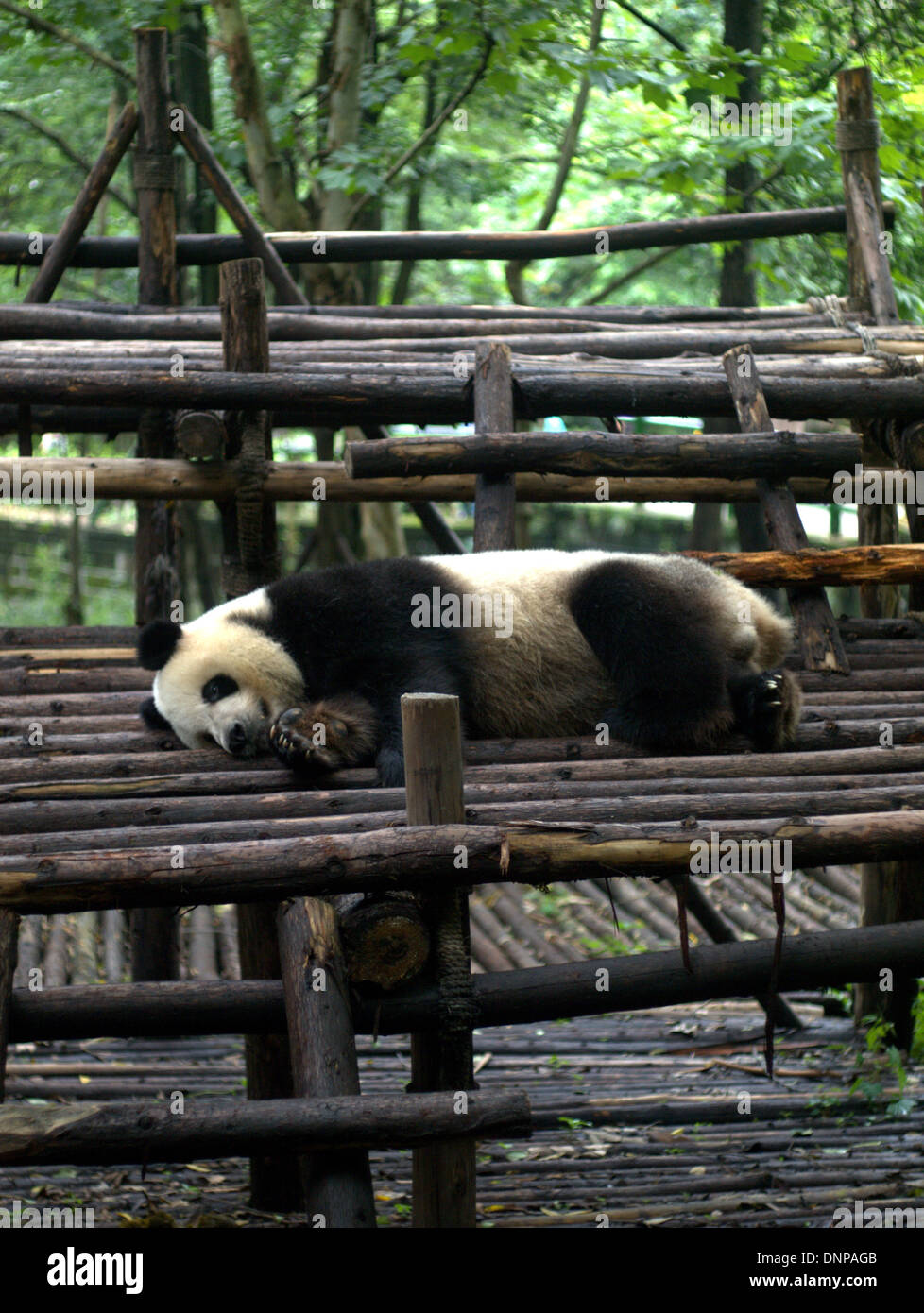 Giant Panda at the Chengdu Research Base of Giant Panda Breeding ...