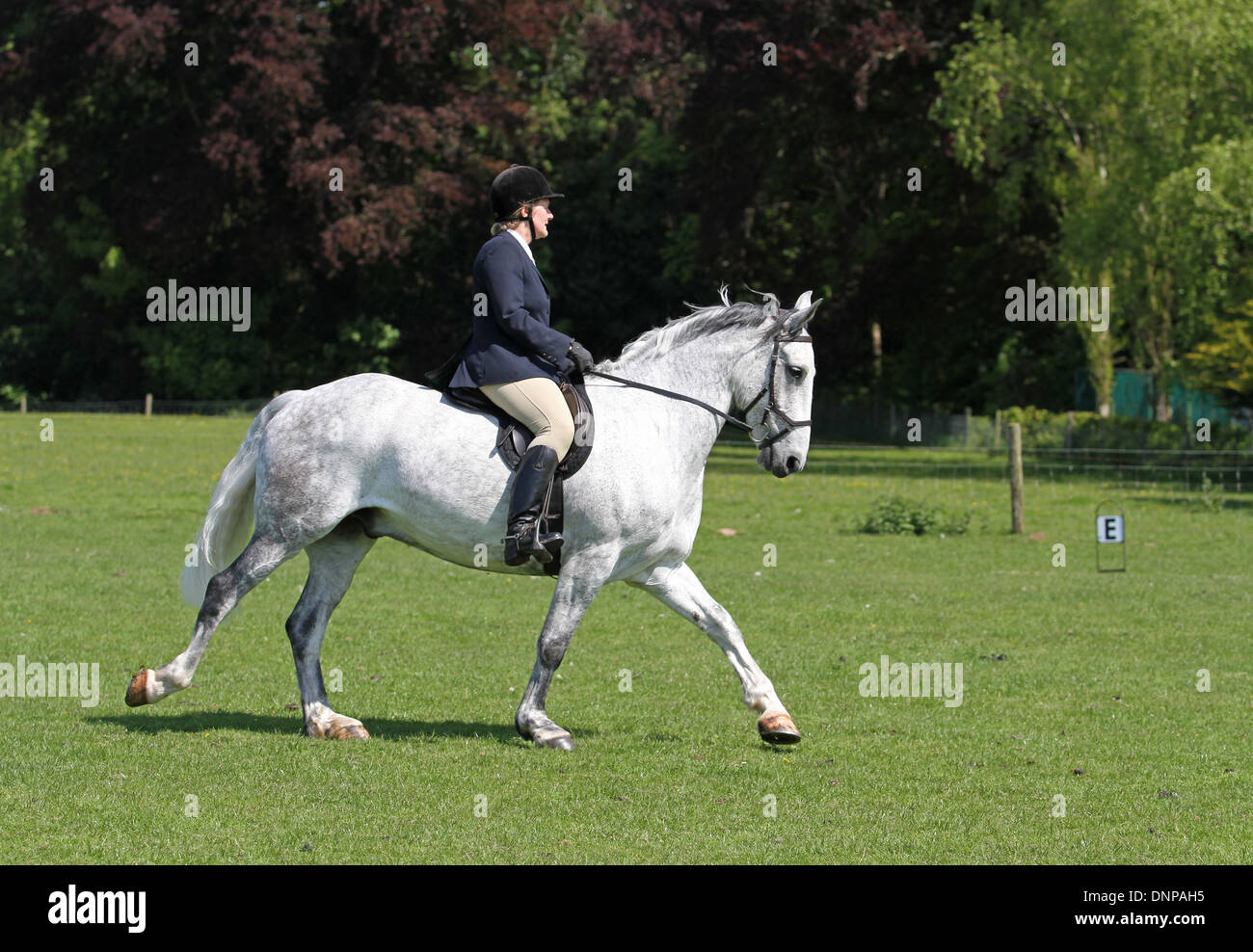 Horse grey riding rider canter hi-res stock photography and images - Alamy