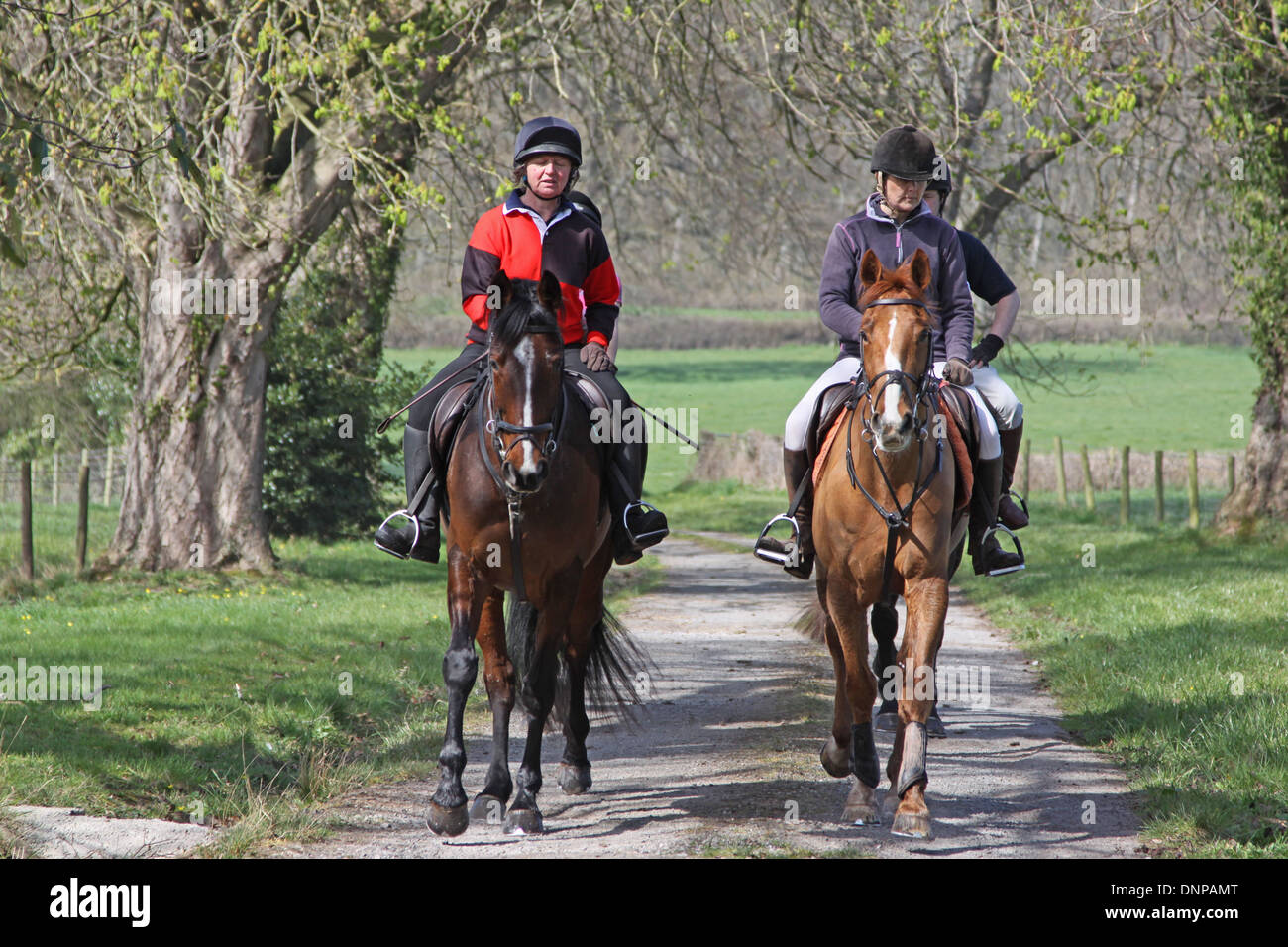Horses horse hacking hack hi-res stock photography and images - Alamy