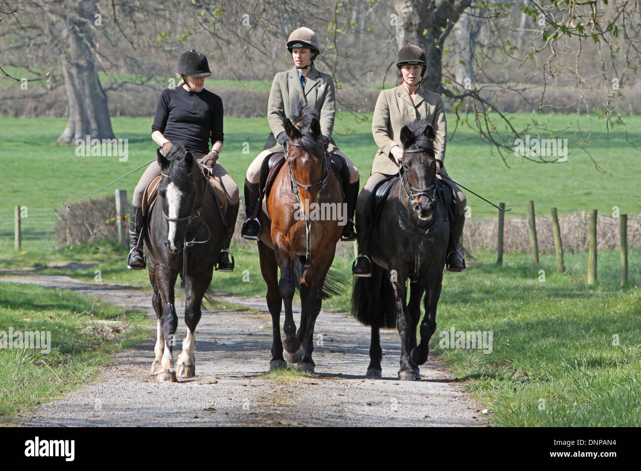 Horses and riders hacking out down a quiet country lane Stock Photo - Alamy