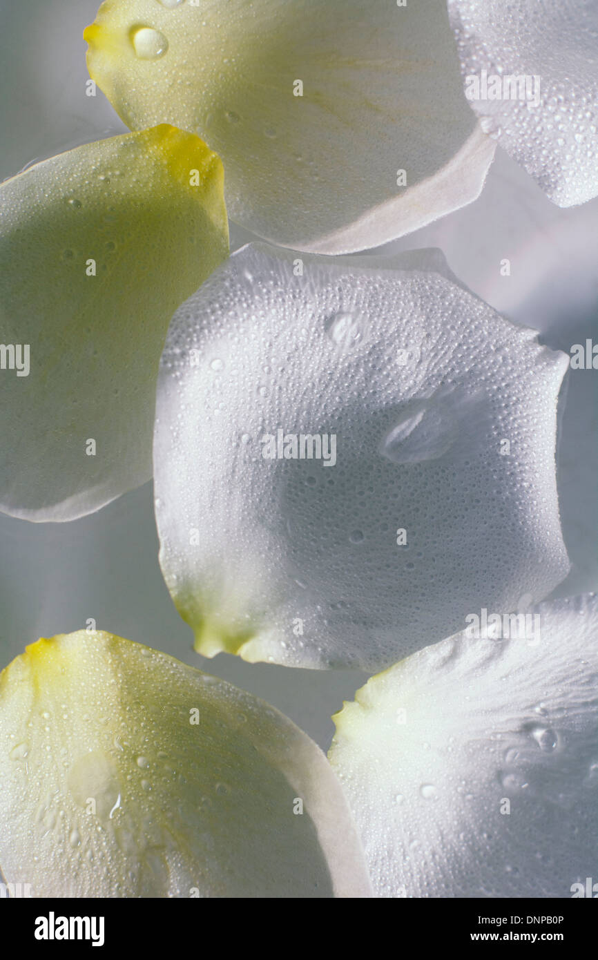 White flower petals used in spa treatment Stock Photo - Alamy