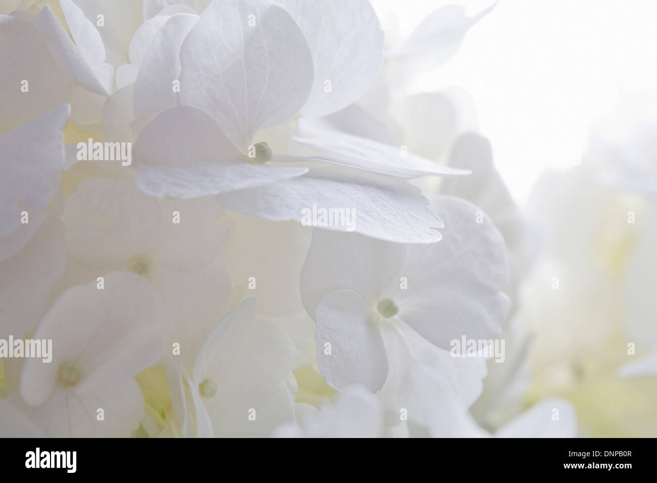 White flower petals Stock Photo - Alamy