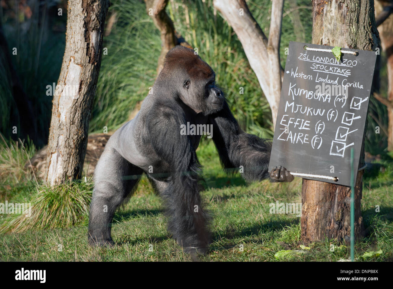 Regent's park zoo gorilla hi-res stock photography and images - Alamy