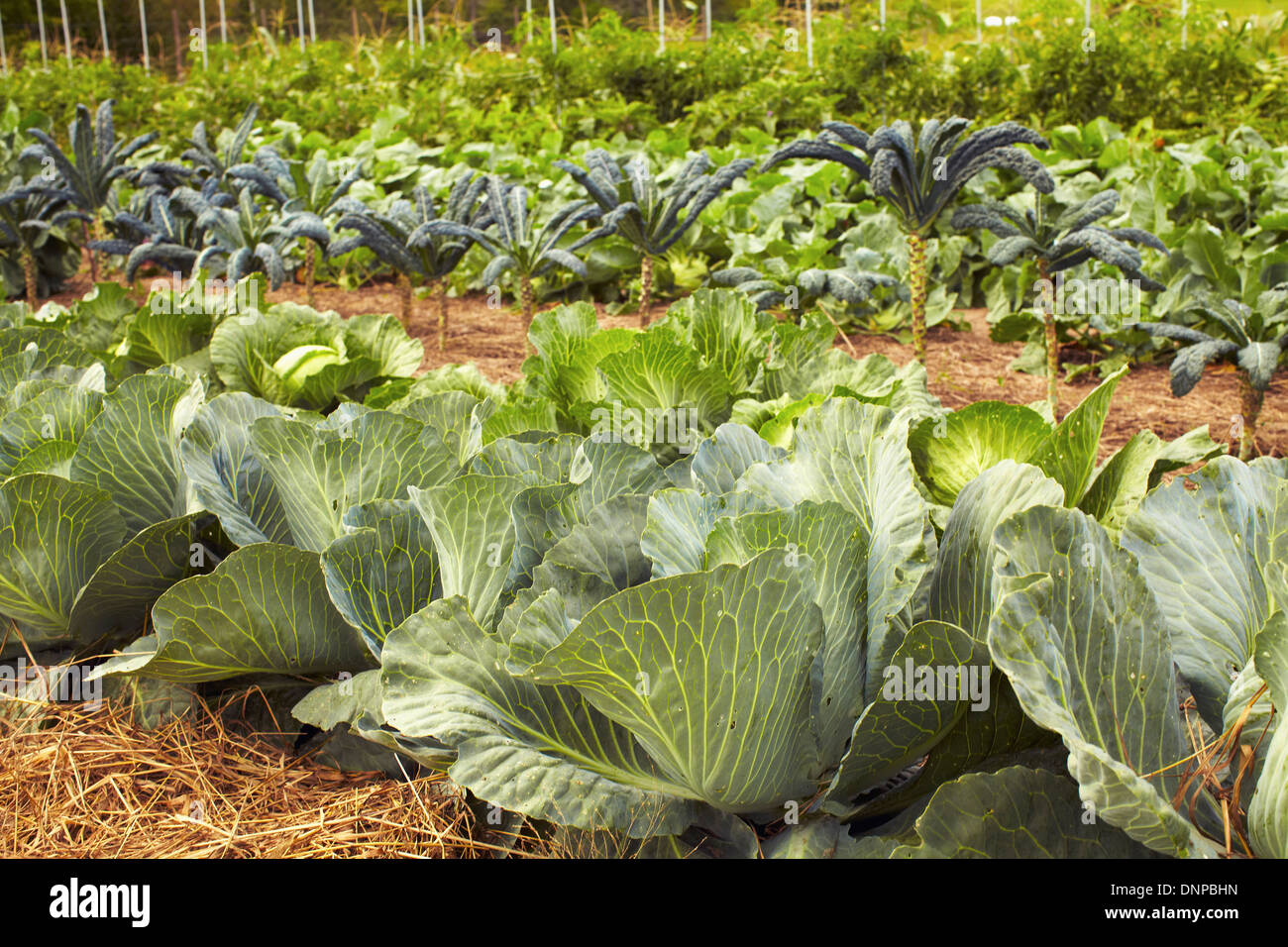 Field of cabbages Stock Photo - Alamy