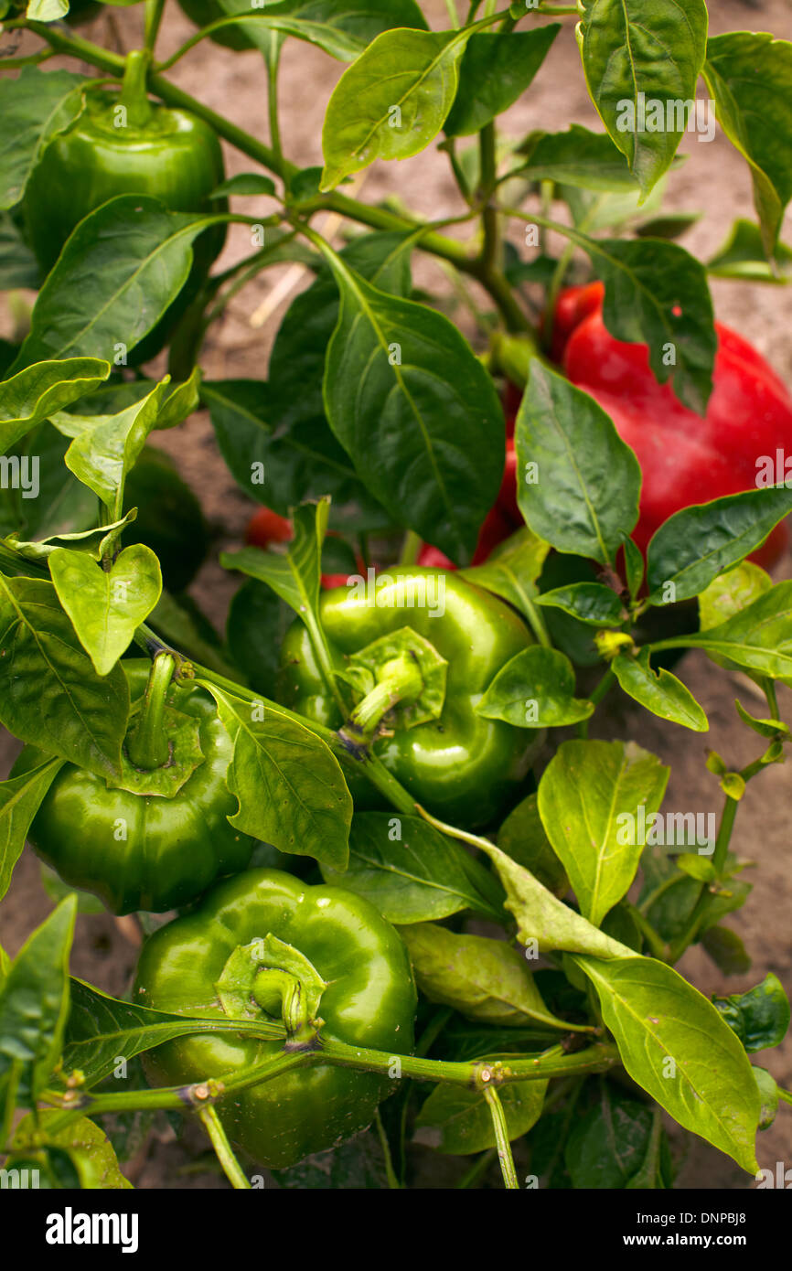 Bell pepper growing on field Stock Photo - Alamy