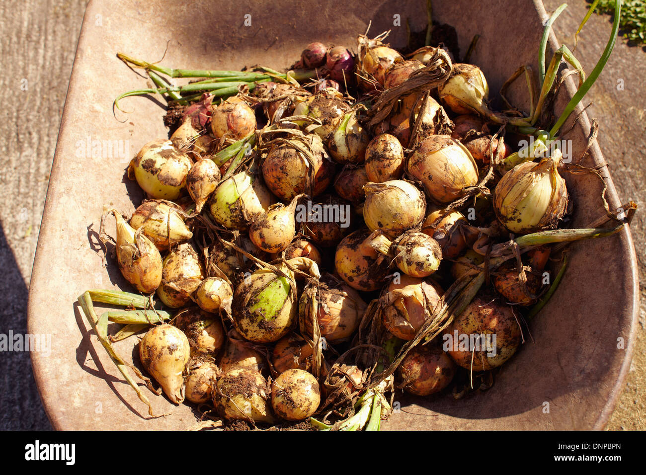 Onions in bowl Stock Photo - Alamy