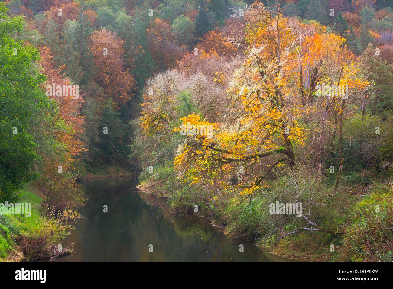USA, Western Oregon, Trees along Alsea river Stock Photo - Alamy