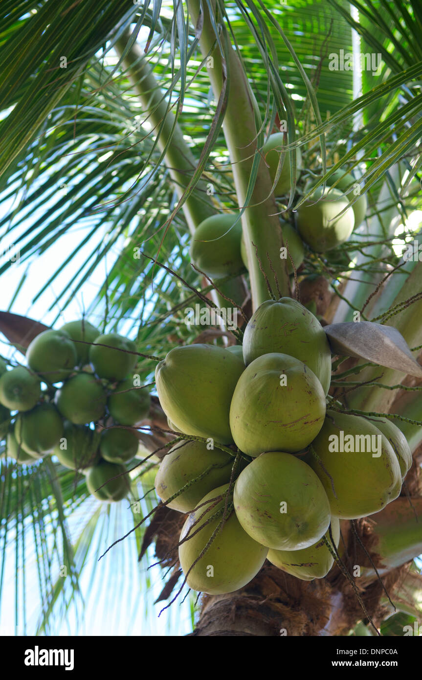 Fresh green coconut palm tree close-up of bunch of growing unripe ...