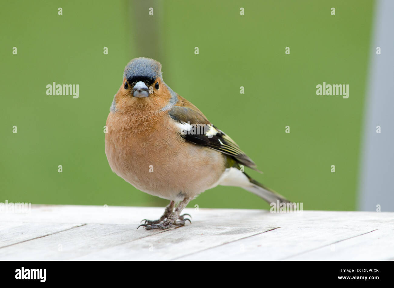 Chubby bird hi-res stock photography and images - Alamy