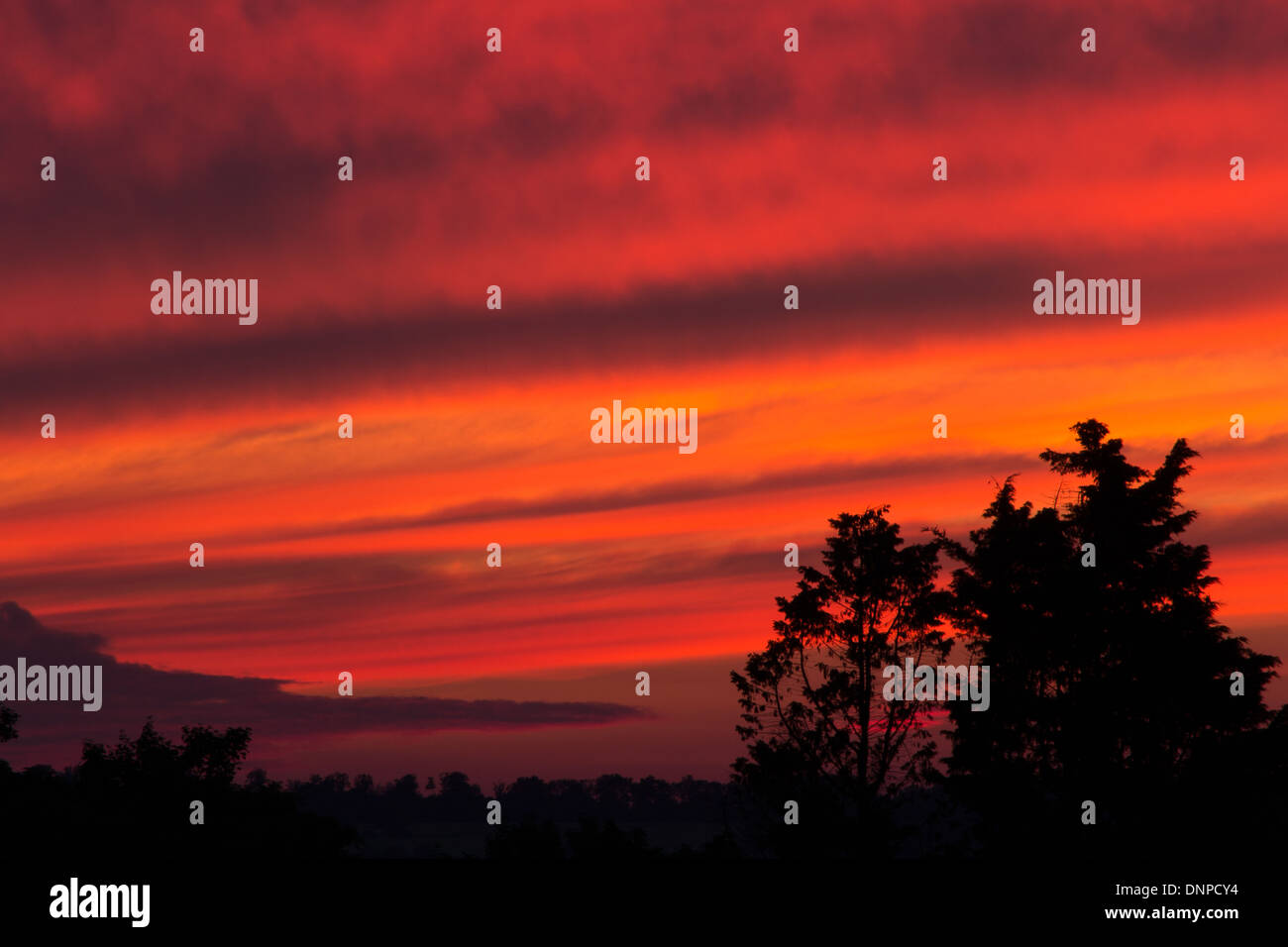 Red sky trees hi-res stock photography and images - Alamy