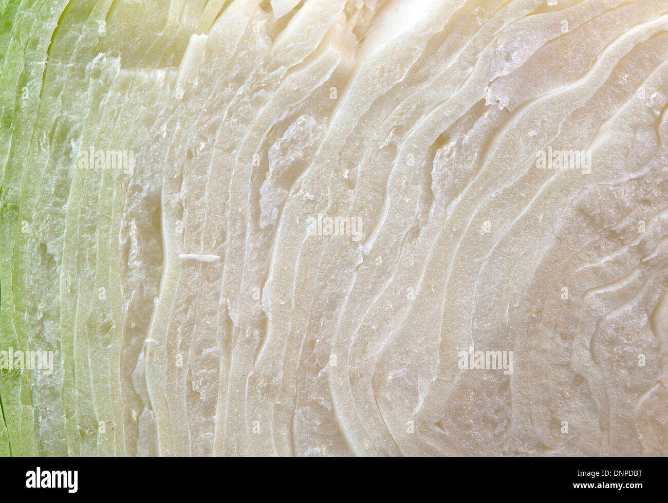 green cabbage texture close up Stock Photo - Alamy