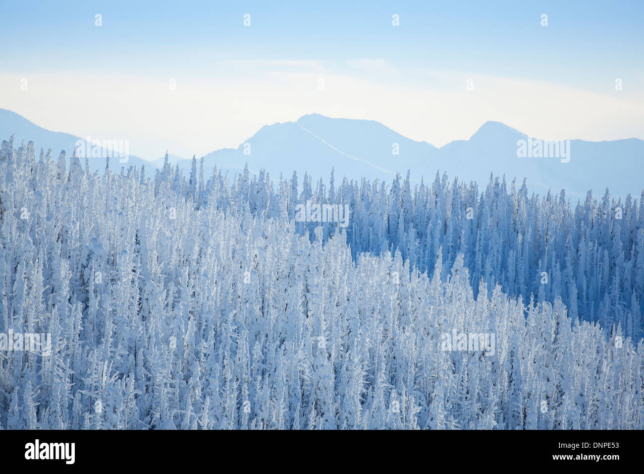 Covered tree tops hi-res stock photography and images - Alamy