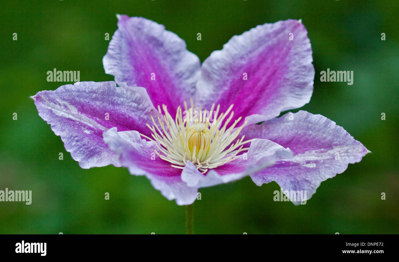 Clematis piilu hi-res stock photography and images - Alamy