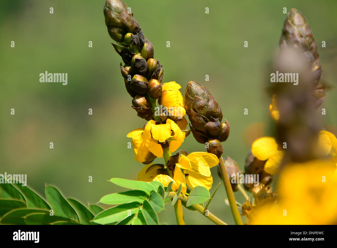 Candle Bush or Cassia alata Stock Photo - Alamy