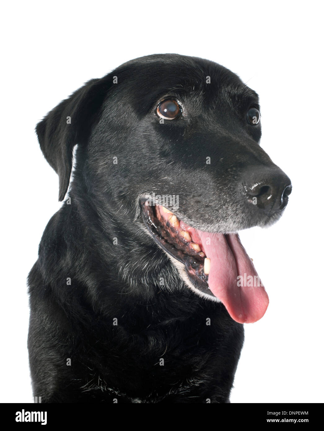 old labrador retriever in front of a white background Stock Photo - Alamy