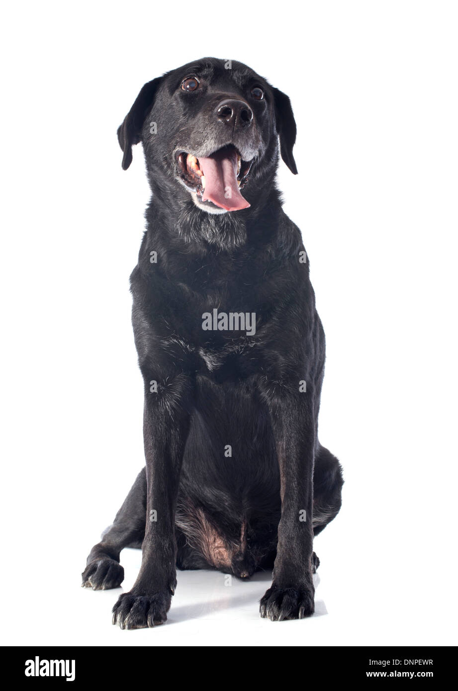 Senior labrador retriever hi-res stock photography and images - Alamy
