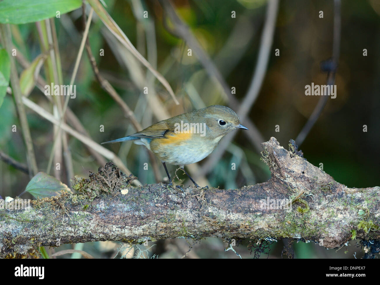 Female himalayan bluetail hi-res stock photography and images - Alamy