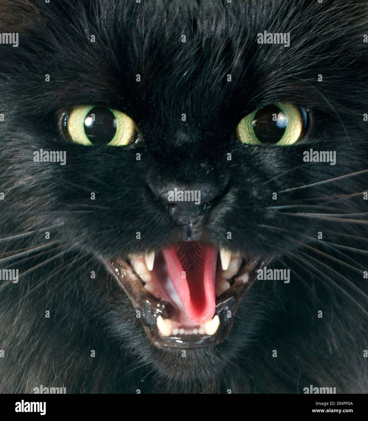 Black Cat Angry
