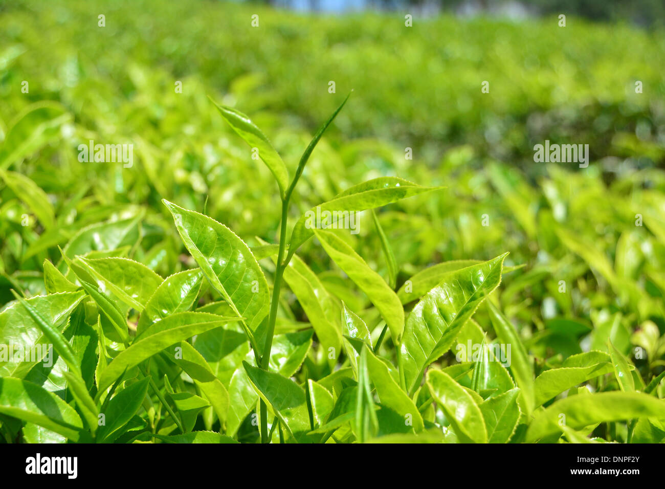 Tea plant or tea shrub Stock Photo - Alamy
