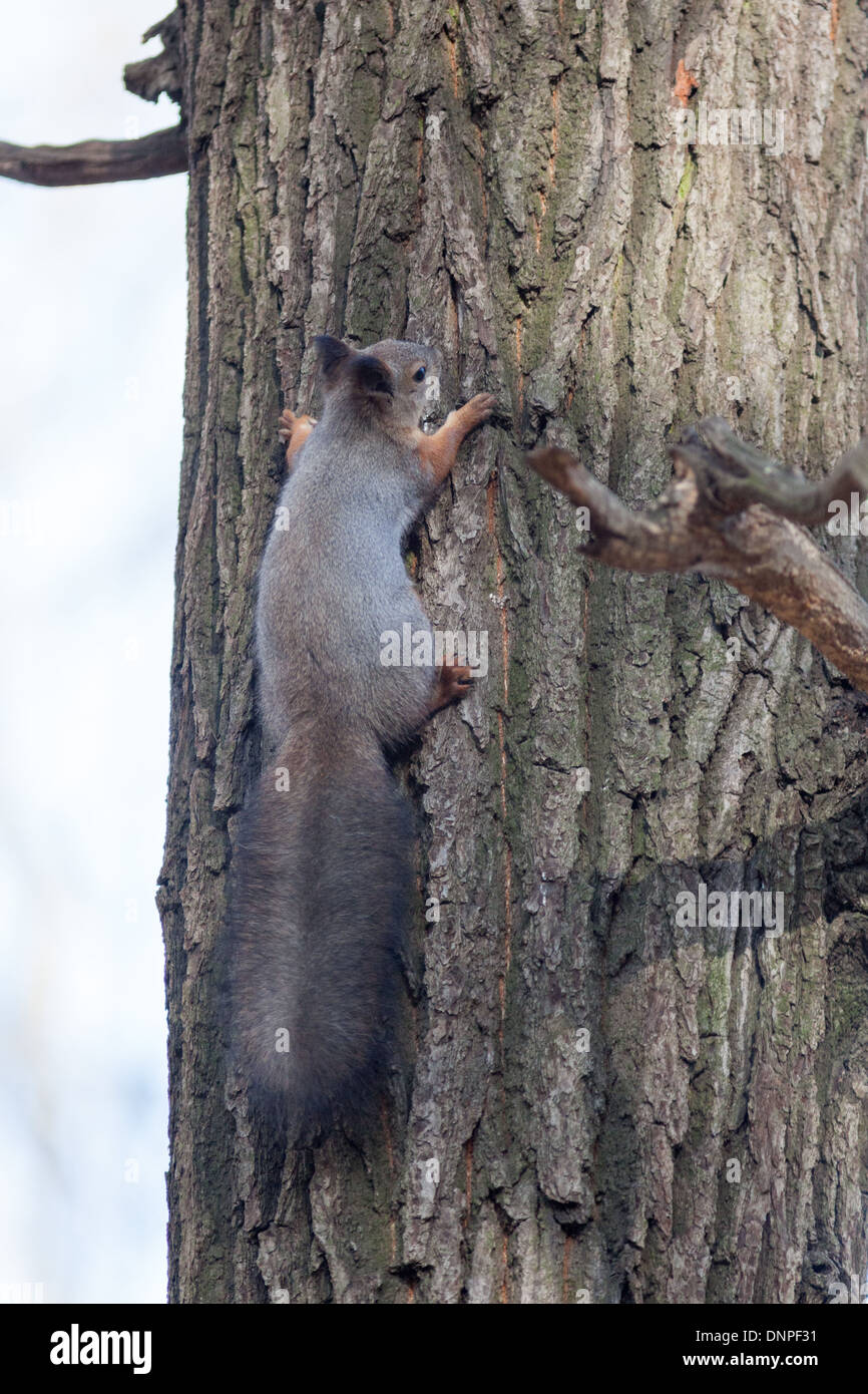 Red Squirrel. Timirjazevsky park, Moscow. Russia Stock Photo - Alamy