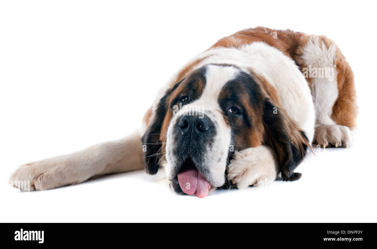 White saint bernard hi-res stock photography and images - Alamy