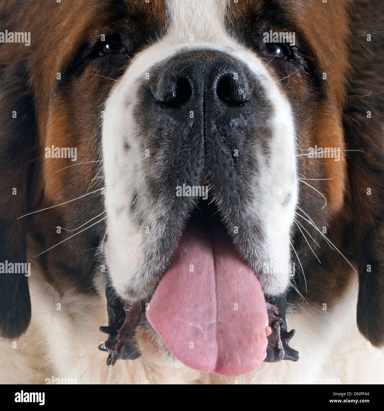 portrait of a purebred Saint Bernard in front of white background Stock ...